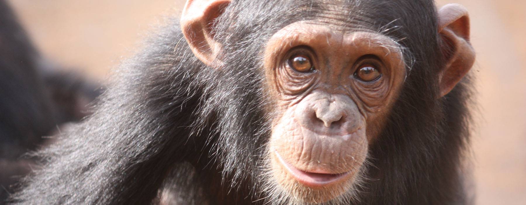 Kongo: Affenschutz • Pro Wildlife