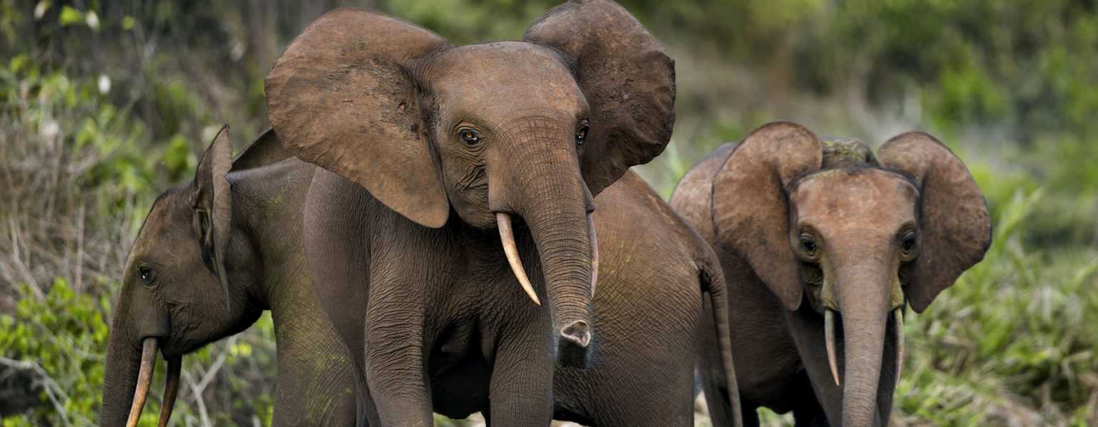 Elefanten • Pro Wildlife