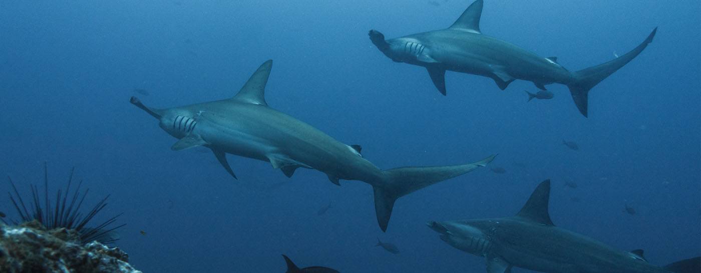 Haie & Rochen • Pro Wildlife