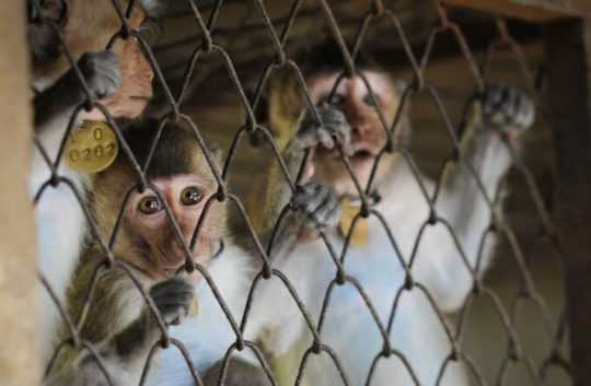 In Forschungslabors werden wild gefangene Affen für Experimente ...