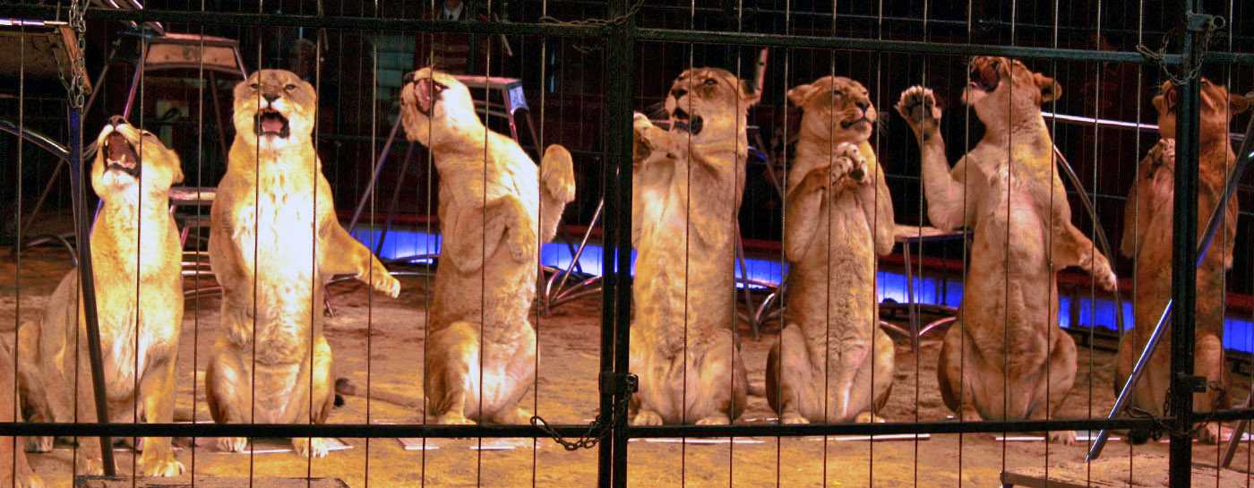 Zirkus: Wildtiere leiden in der Manege • Pro Wildlife