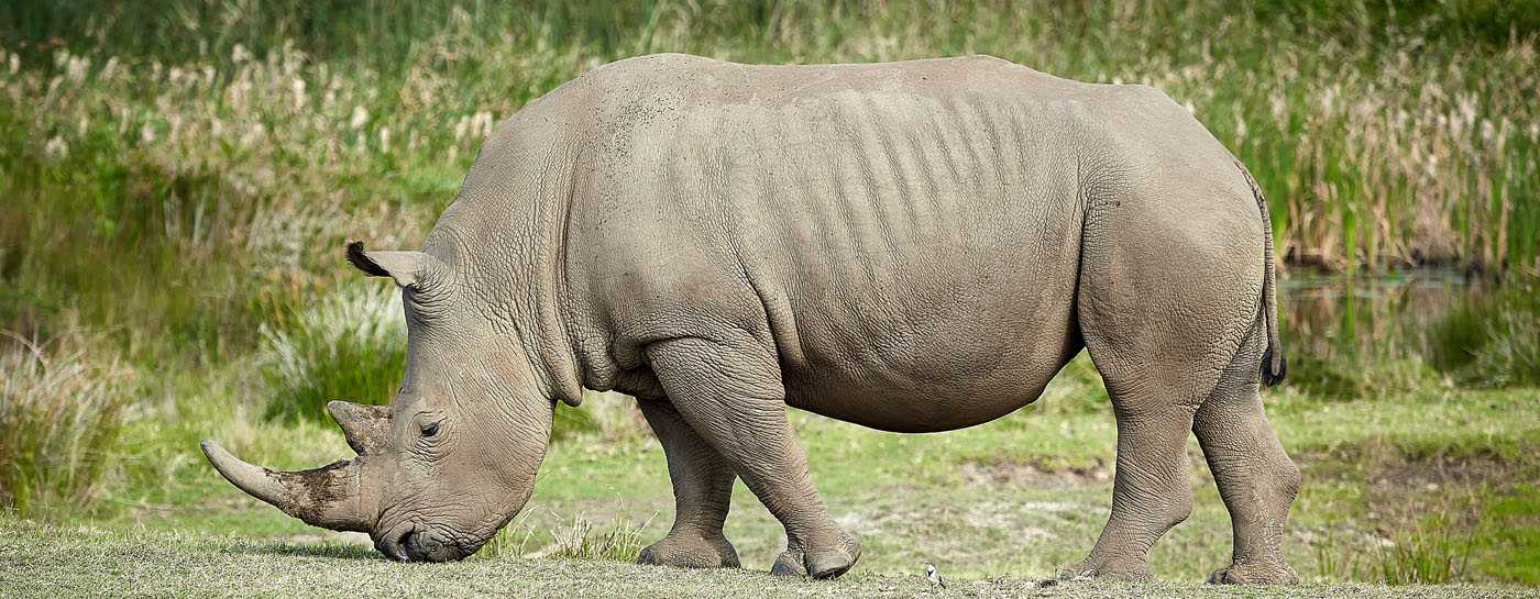 Alle Nashornarten – Welche Nashornarten Sind Ausgestorben – IUJLEO