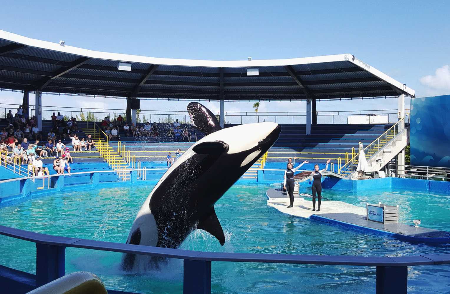 Für unser Entertainment: Wie gefangene Orcas leiden