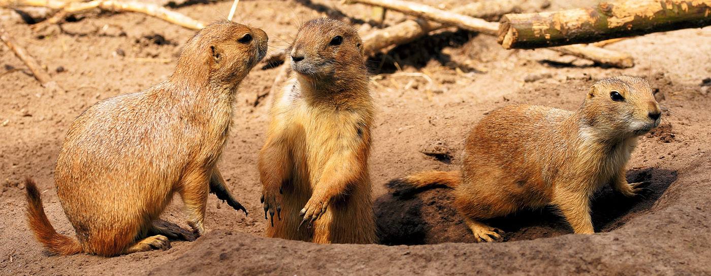 Pro Wildlife - Tierschutz und Artenschutz weltweit