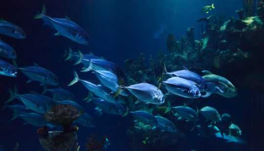 Makohai • Pro Wildlife