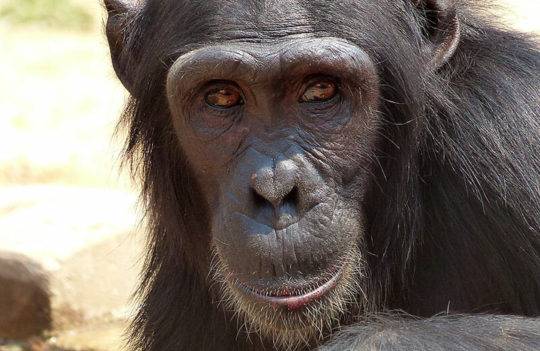 Kongo: Affenschutz • Pro Wildlife