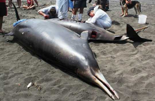 Warum Wale stranden • Pro Wildlife