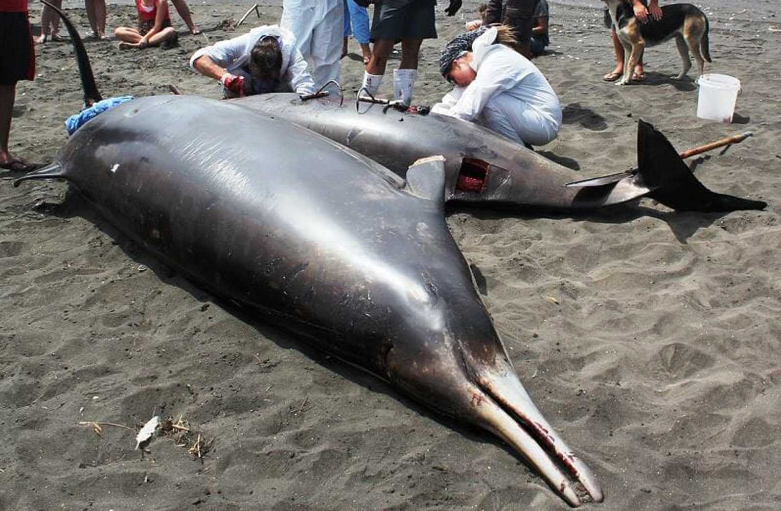 Warum Wale stranden • Pro Wildlife