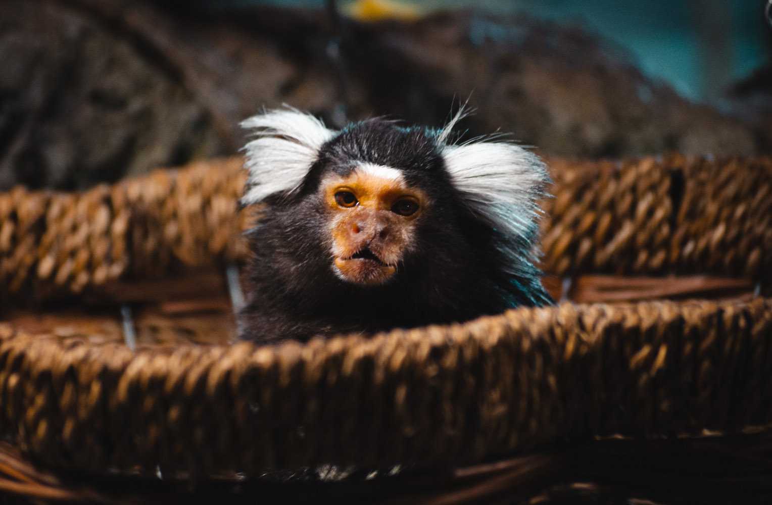 Ein Affe als Haustier? Affen gehören in die freie Wildbahn.