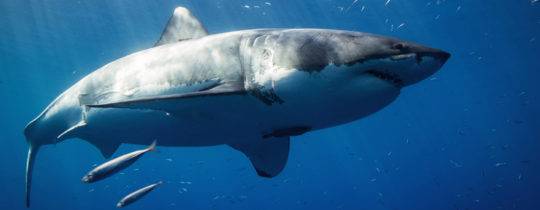 Weißer Hai • Pro Wildlife