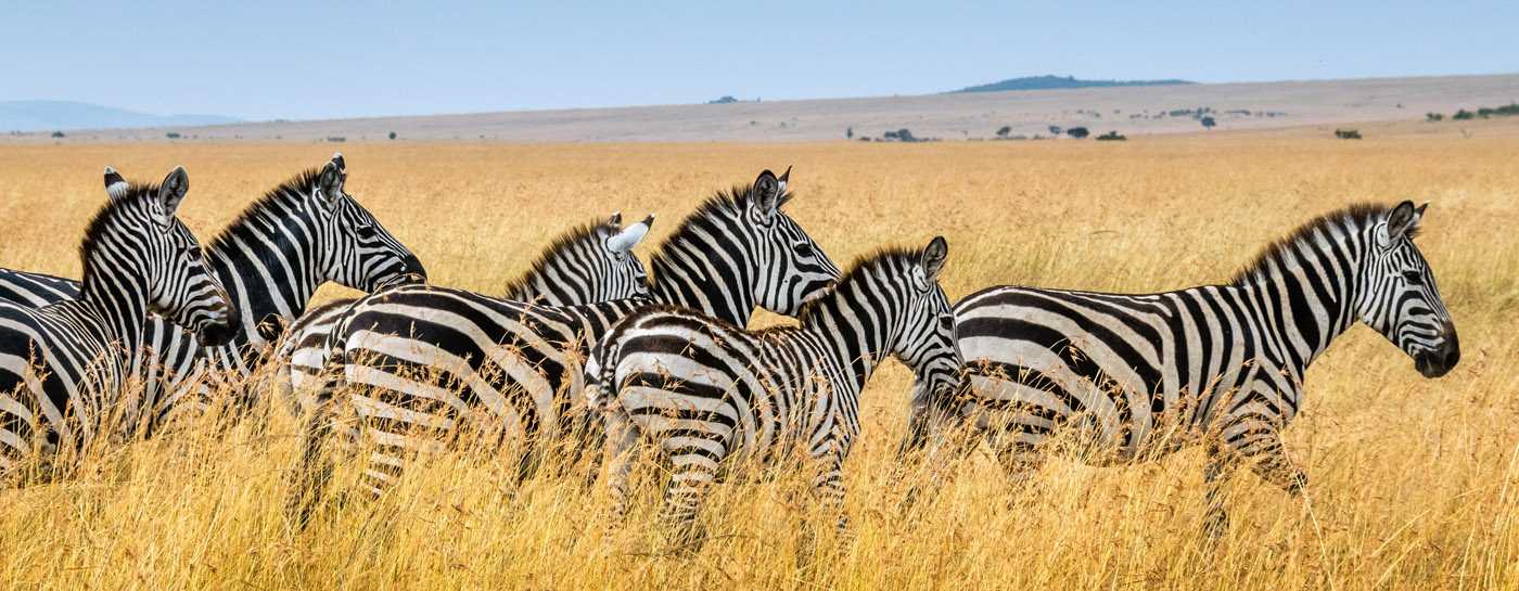 Auf Safari: Die schönsten Nationalparks Afrikas • Pro Wildlife