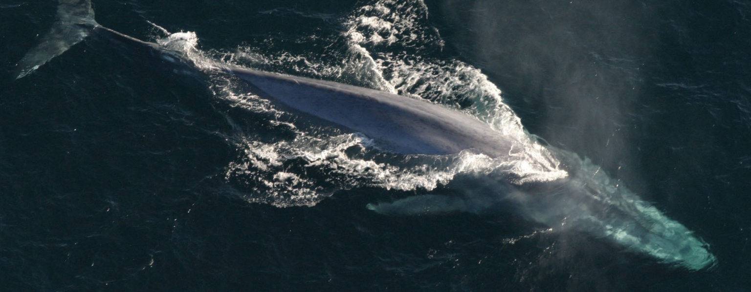 Wale • Pro Wildlife