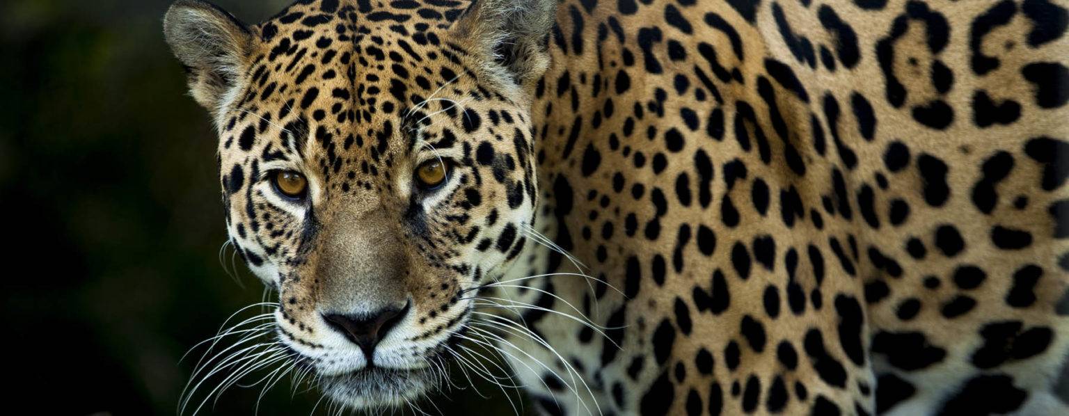 Raubkatzen • Pro Wildlife