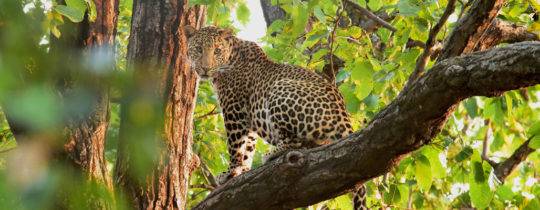 Raubkatzen • Pro Wildlife