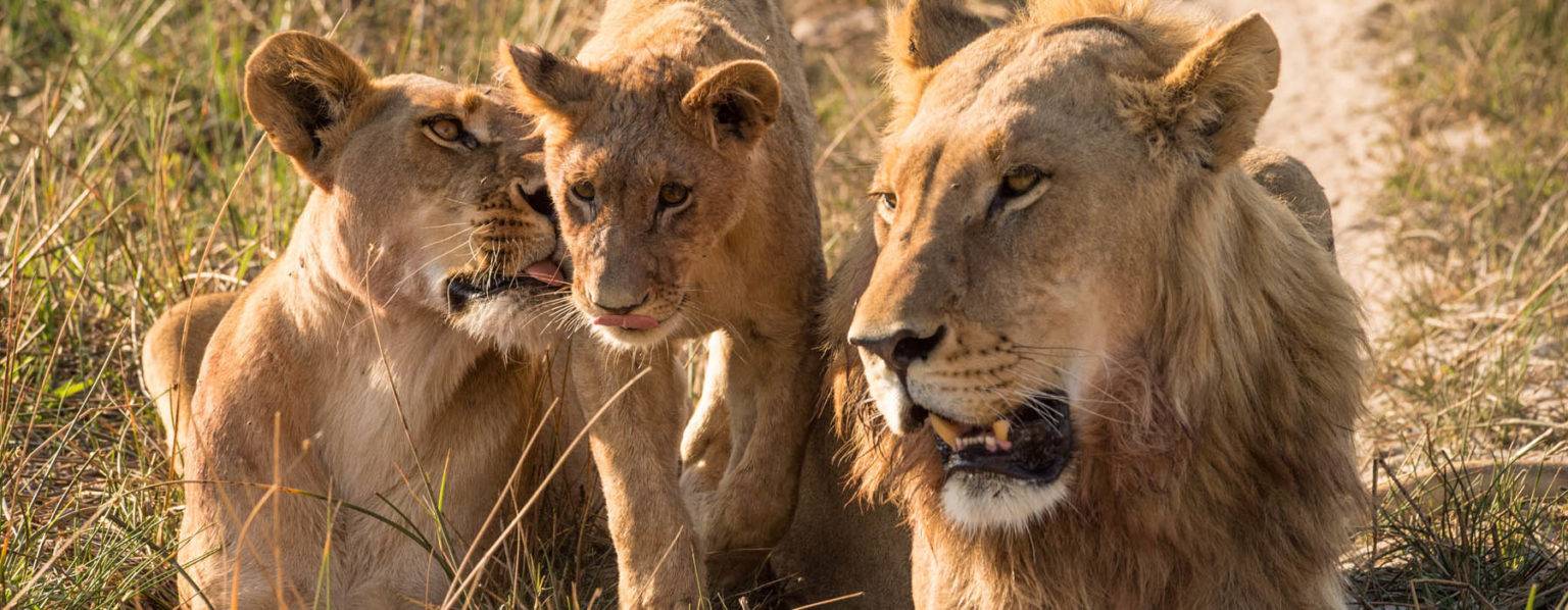 Raubkatzen • Pro Wildlife