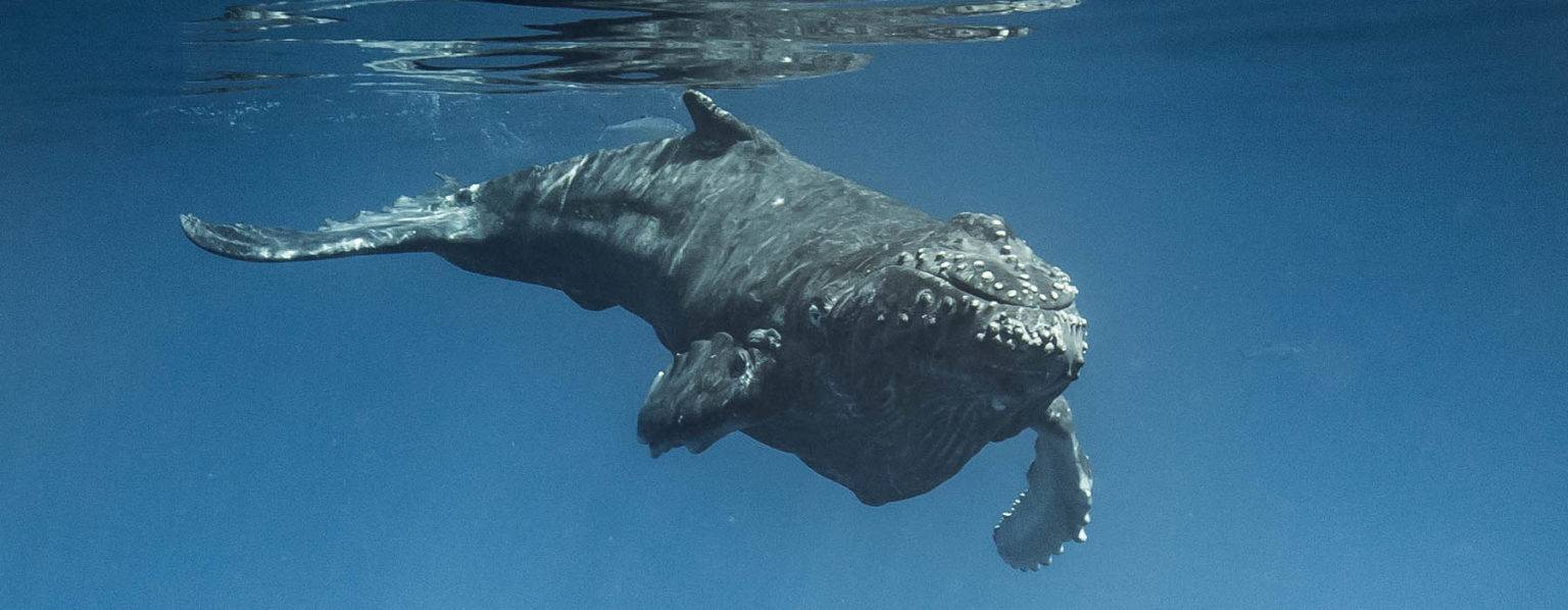 Wale • Pro Wildlife