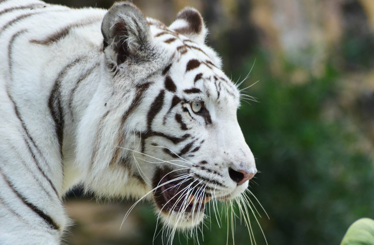 Raubkatzen • Pro Wildlife