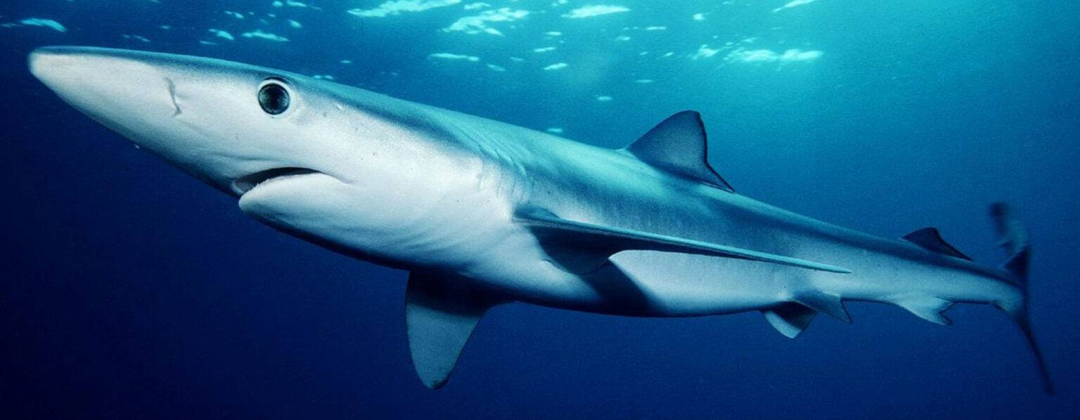 Blauhai • Pro Wildlife